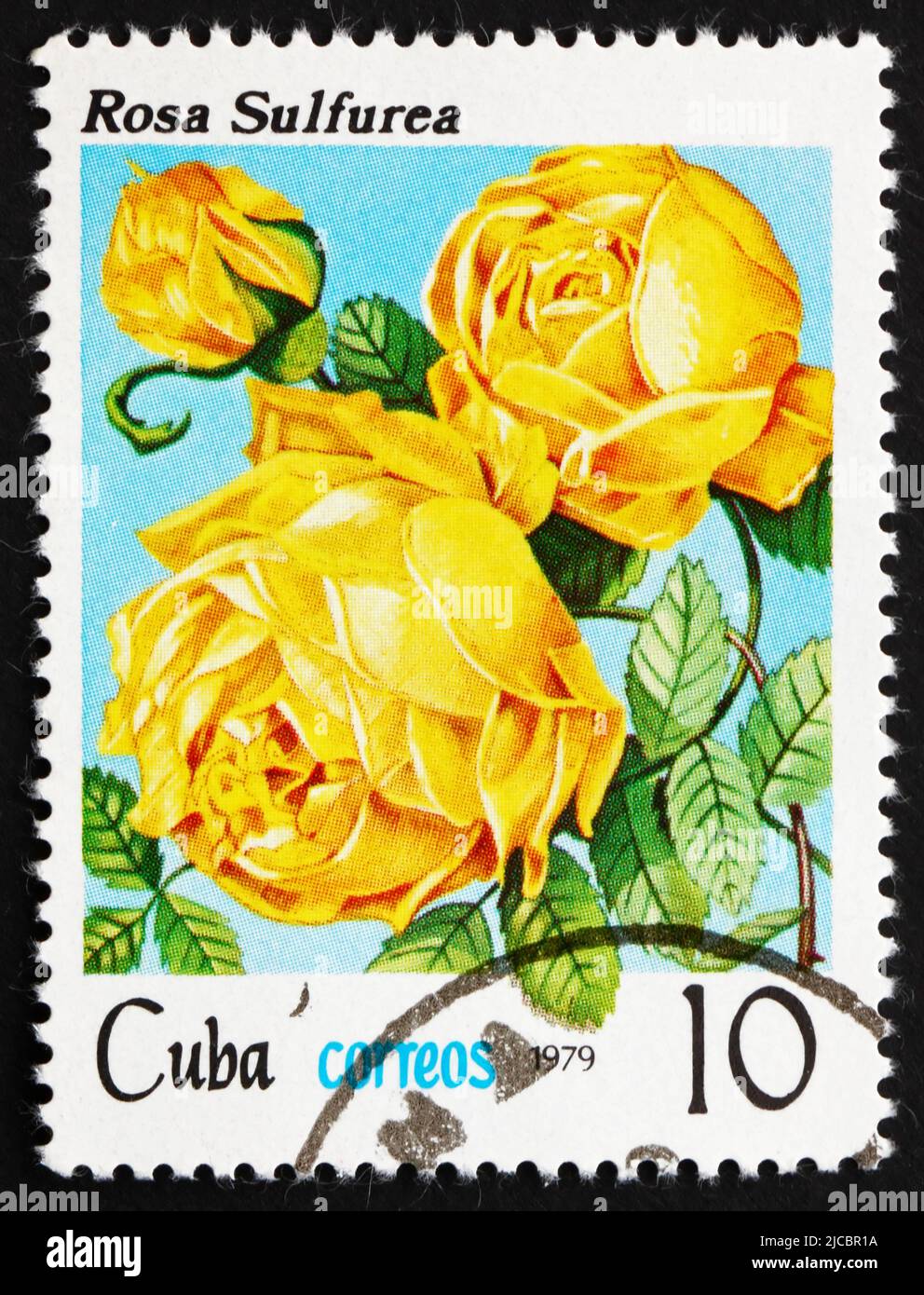 CUBA - CIRCA 1979: a stamp printed in the Cuba shows Rose, Rosa ...