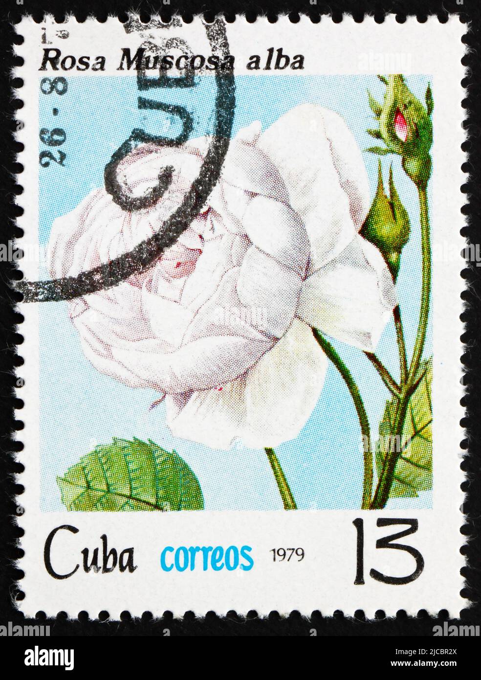 CUBA - CIRCA 1979: a stamp printed in the Cuba shows Rose, Rosa Muscosa ...