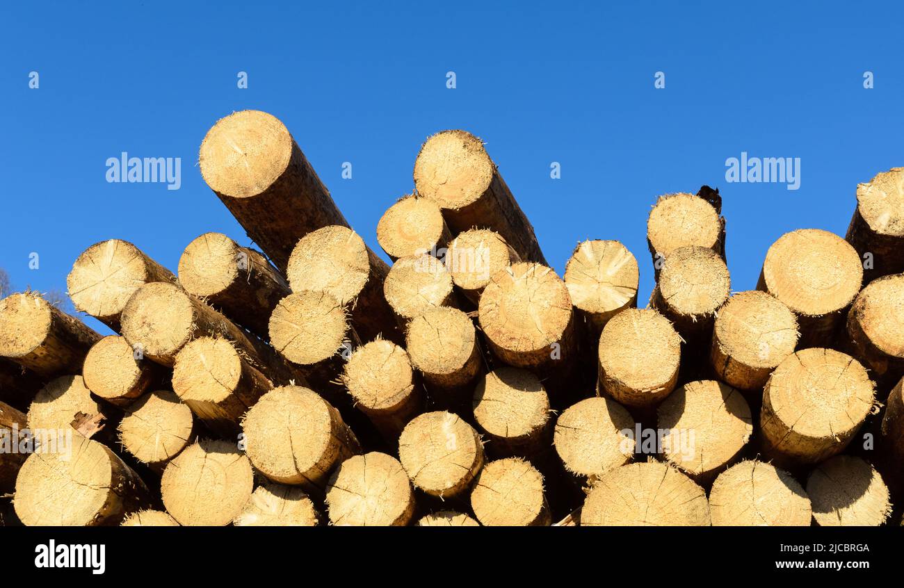 Stack of felled logs with visible cross-section and age growth rings at ...