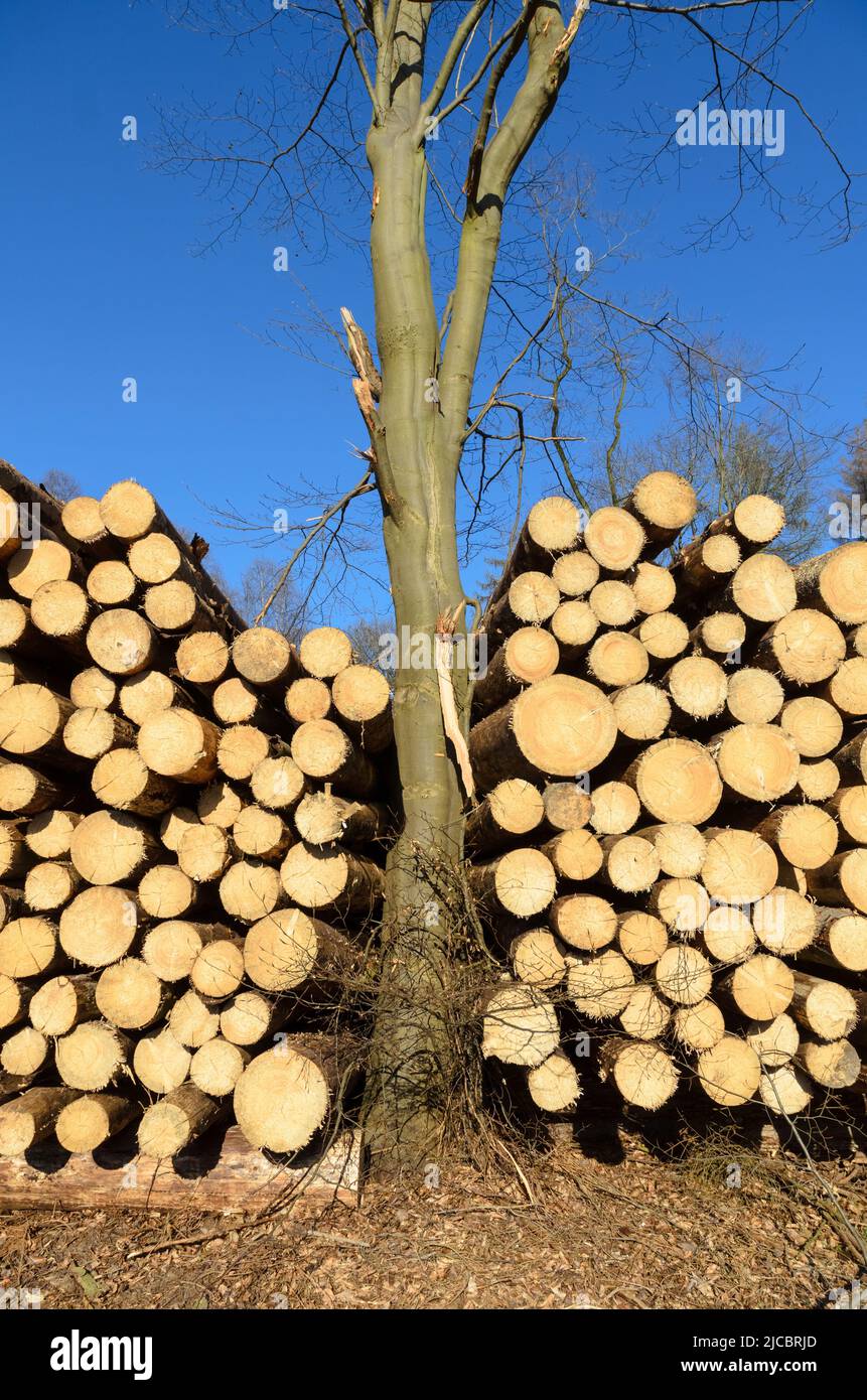 Stack Of Felled Logs With Visible Cross Section And Age Growth Rings At