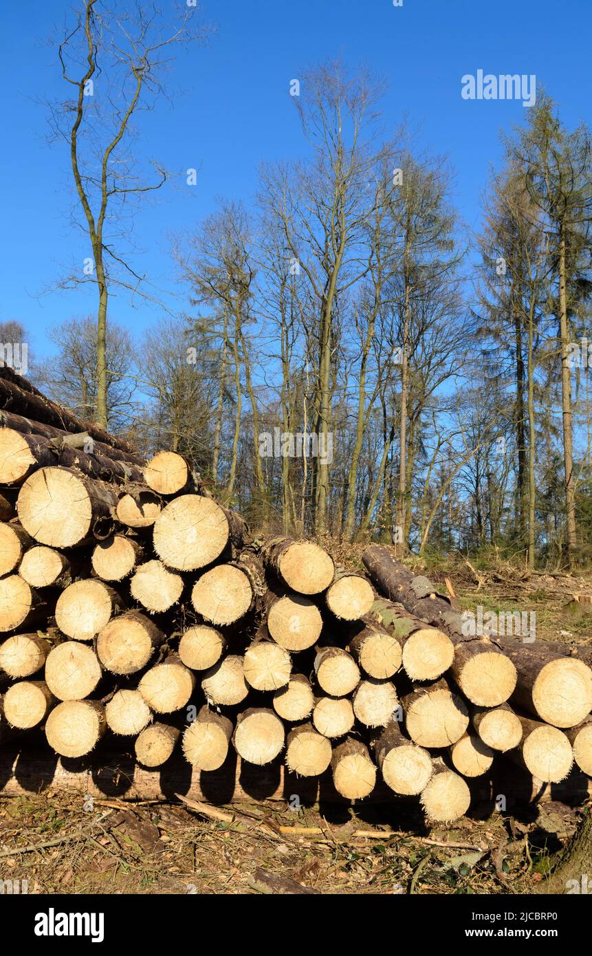 Stack of felled logs with visible cross-section and age growth rings at ...