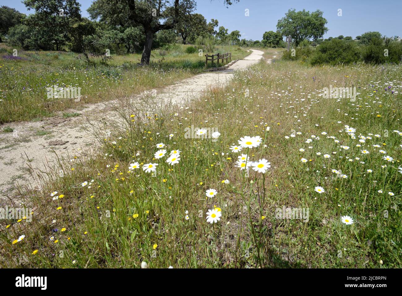 Countryside road through field with flowers Stock Photo - Alamy