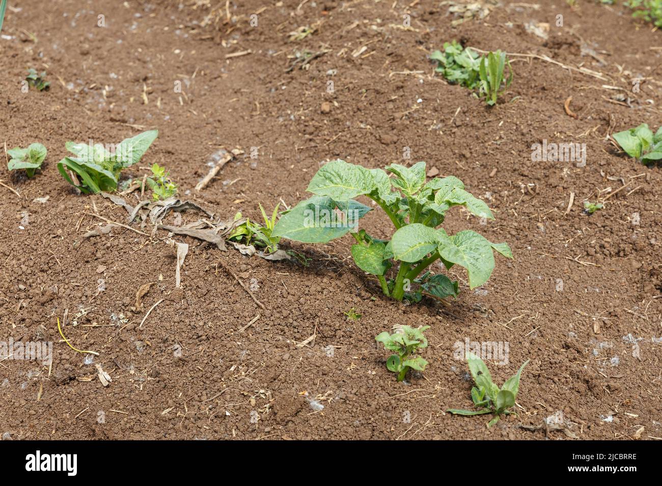 Potato garden plant sprouts hi-res stock photography and images - Alamy