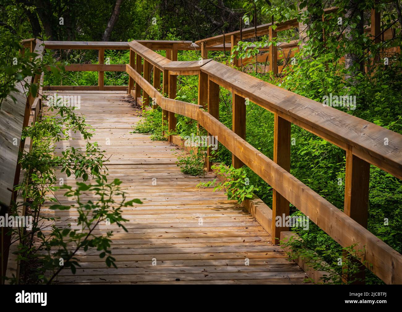 Pedestrian Wooden Eco Bridge in summer Park in BC Canada. Street view ...