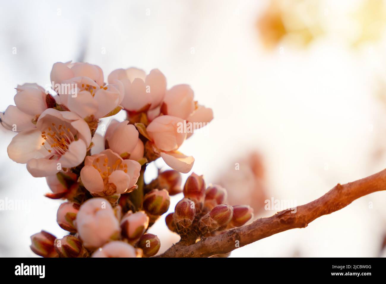 Flowers of the almond tree on sunny day. Beautiful nature scene with ...