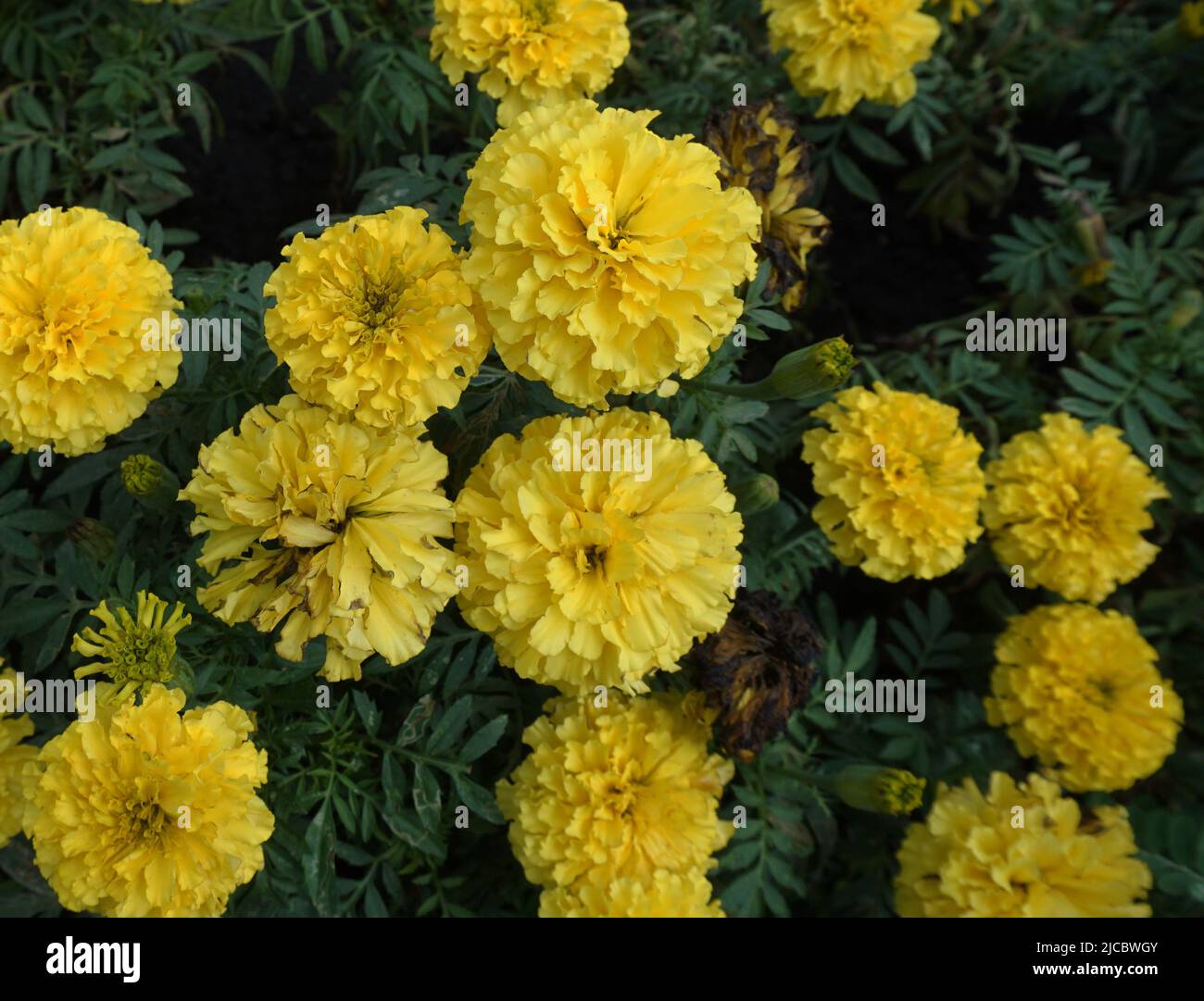 Marigold beauty hi-res stock photography and images - Alamy