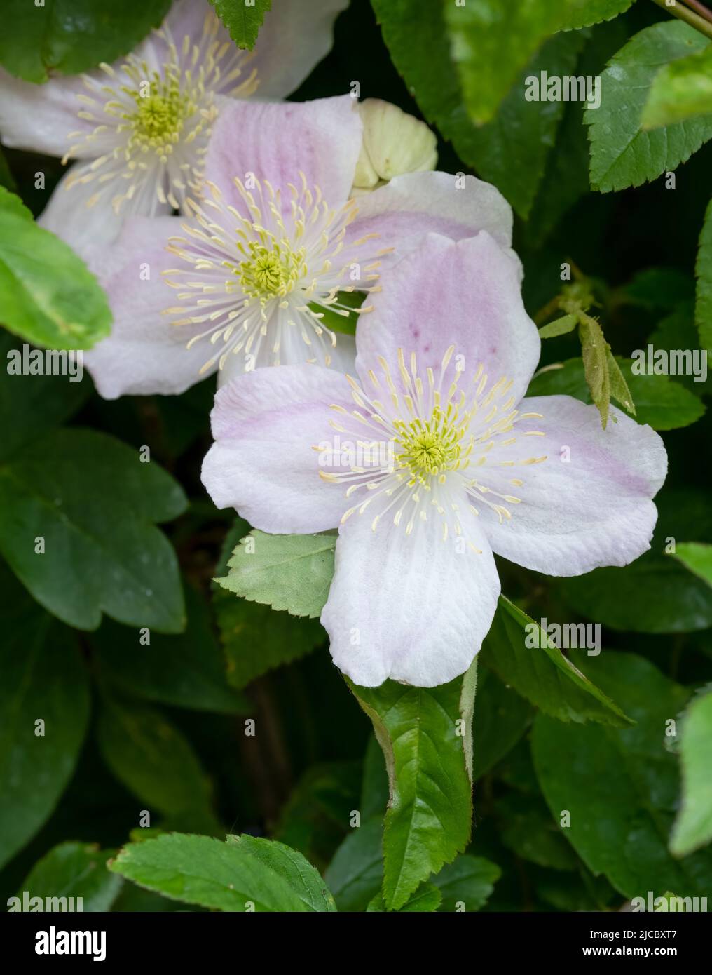Pink clematis hi-res stock photography and images - Alamy