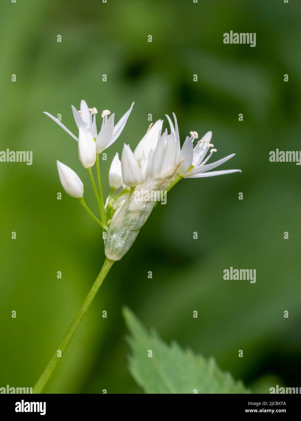 Flower of Wild Garlic, (Allium ursinum) against a green background ...