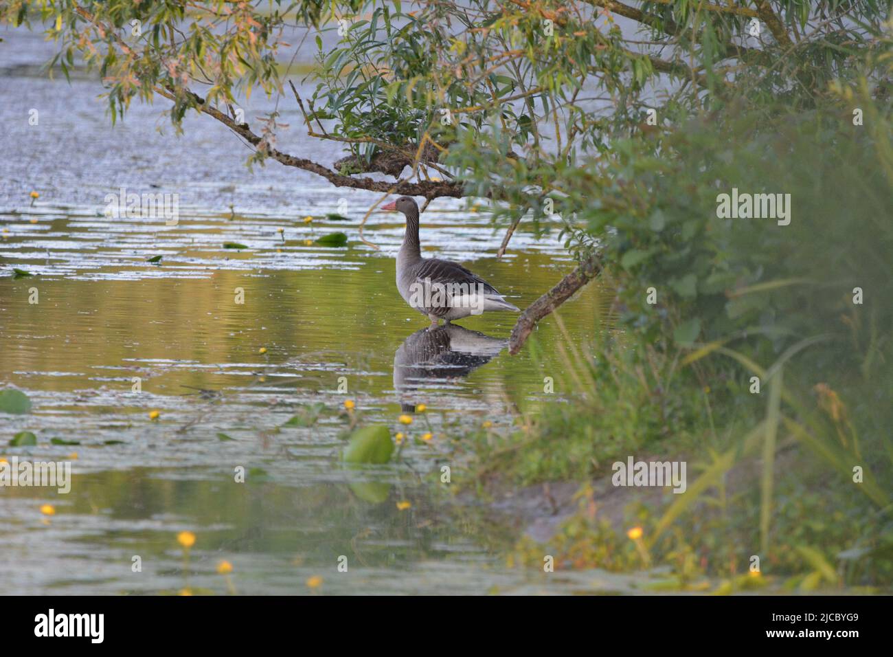 Wildgans hi-res stock photography and images - Alamy