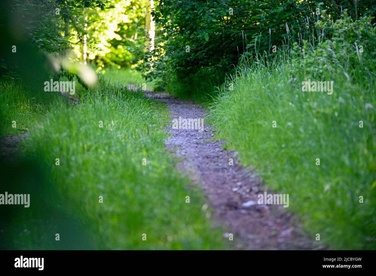 path through green summer forest early morning in june Stock Photo - Alamy