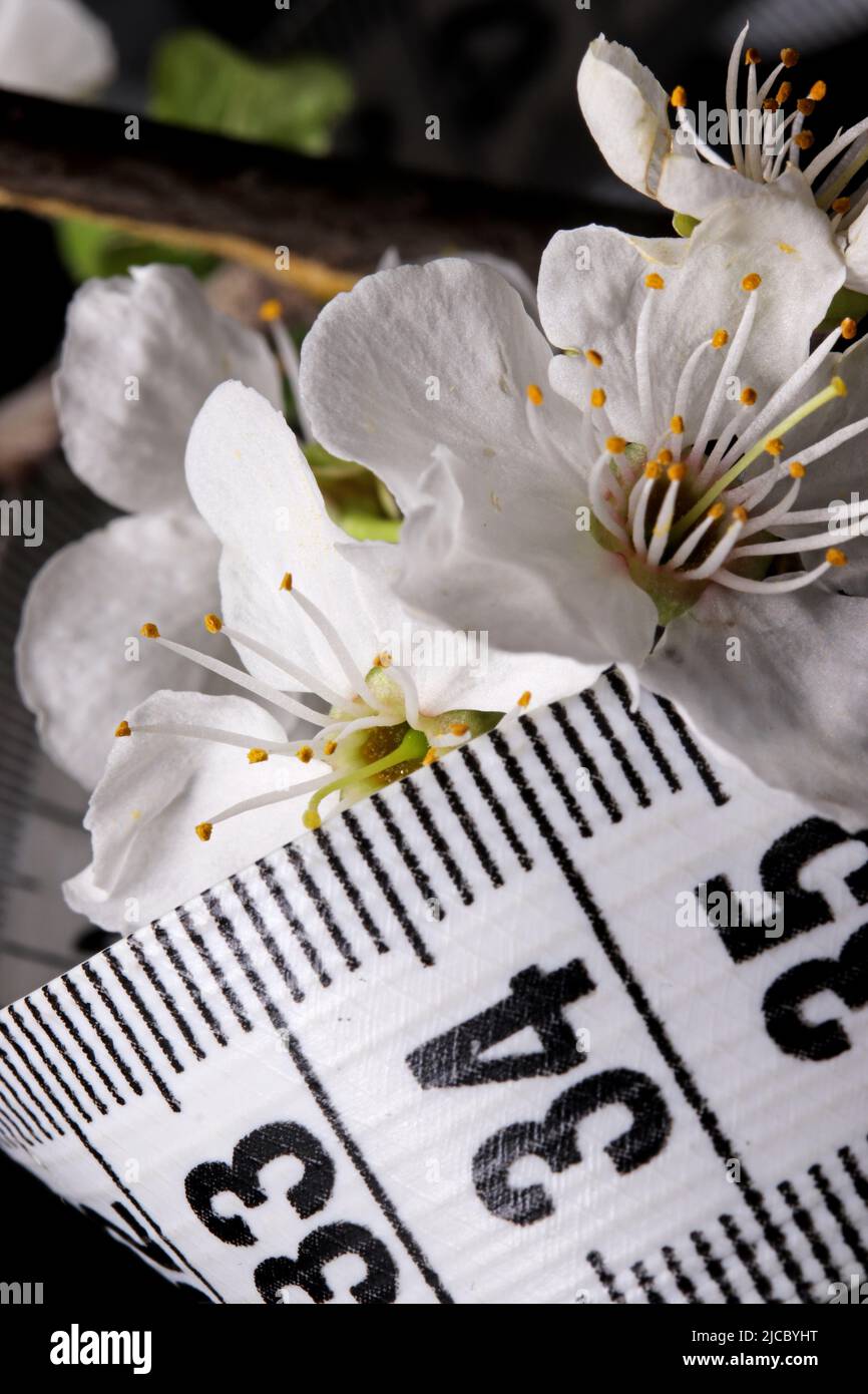 Spring tape measure hi-res stock photography and images - Alamy
