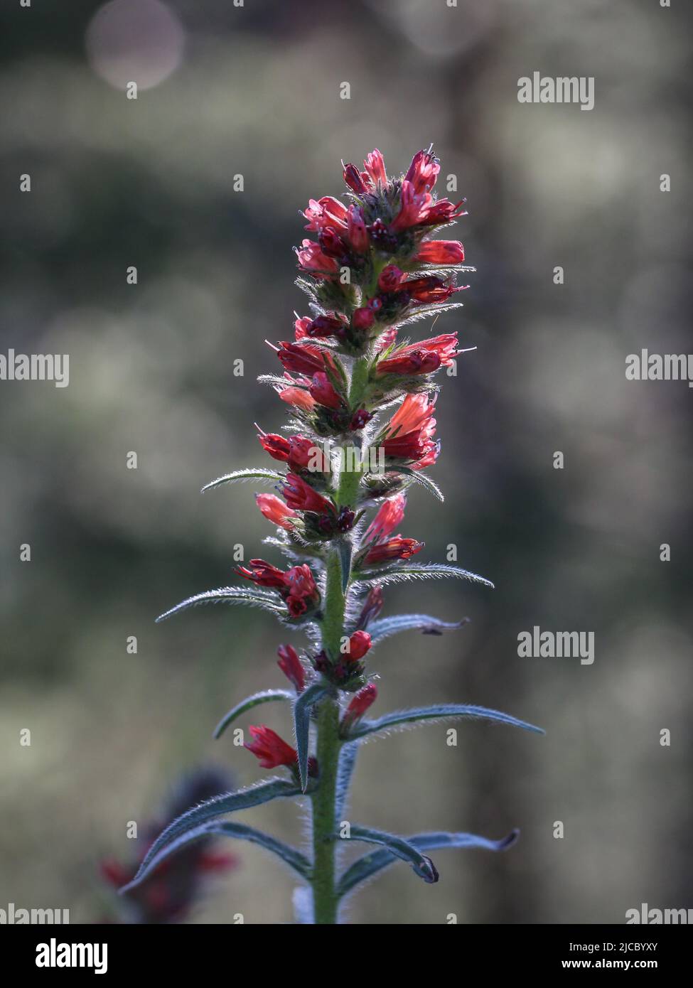 Red flowers of Russian Bugloss, Echium russicum (Echium rubrum ...
