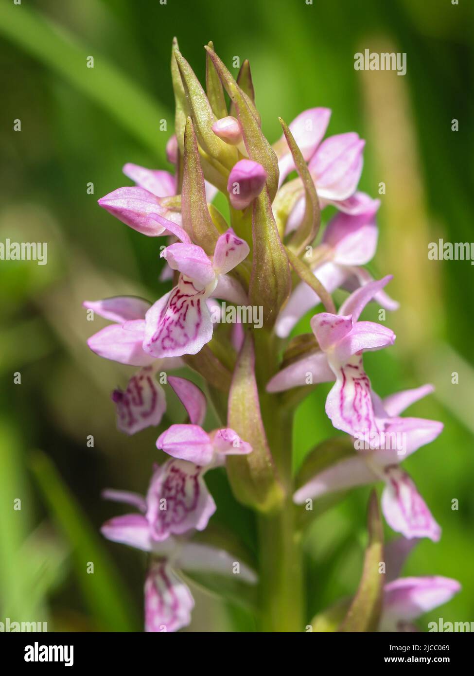 Temperate orchidaceae hi-res stock photography and images - Alamy