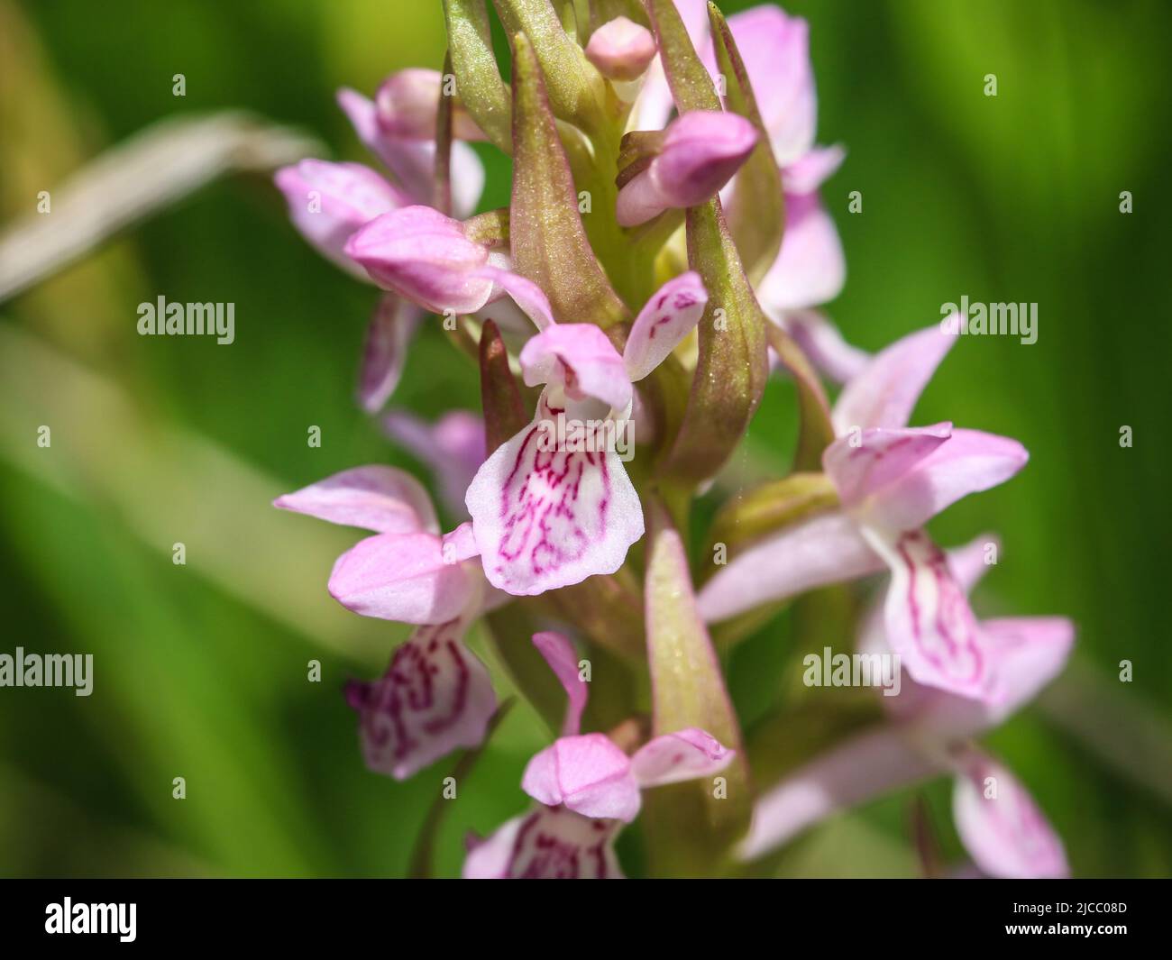 Pale pink flowers of early marsh-orchid, latin name Dactylorhiza ...