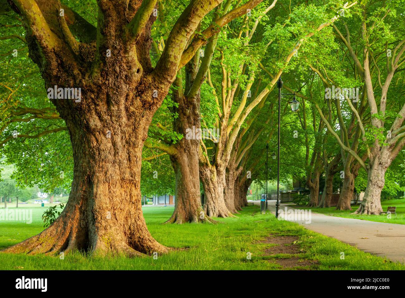 Spring morning on Jesus Green in Cambridge, England Stock Photo - Alamy