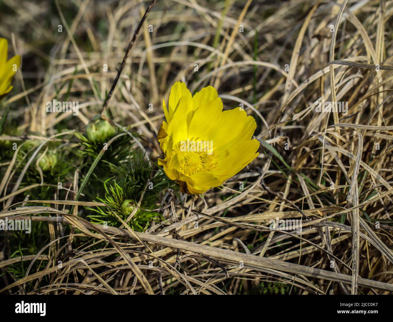 Steppes plant hi-res stock photography and images - Alamy