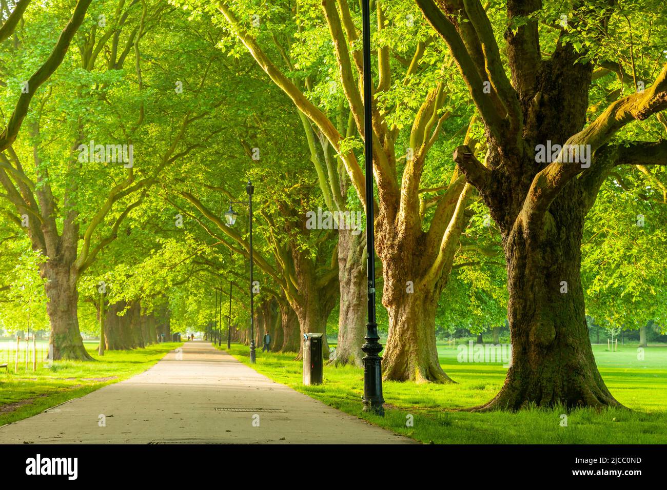 Spring morning at Jesus Green in Cambridge, England Stock Photo - Alamy