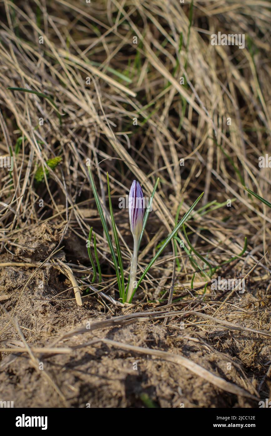 Violet single flower of Crocus reticulatus in the special nature ...