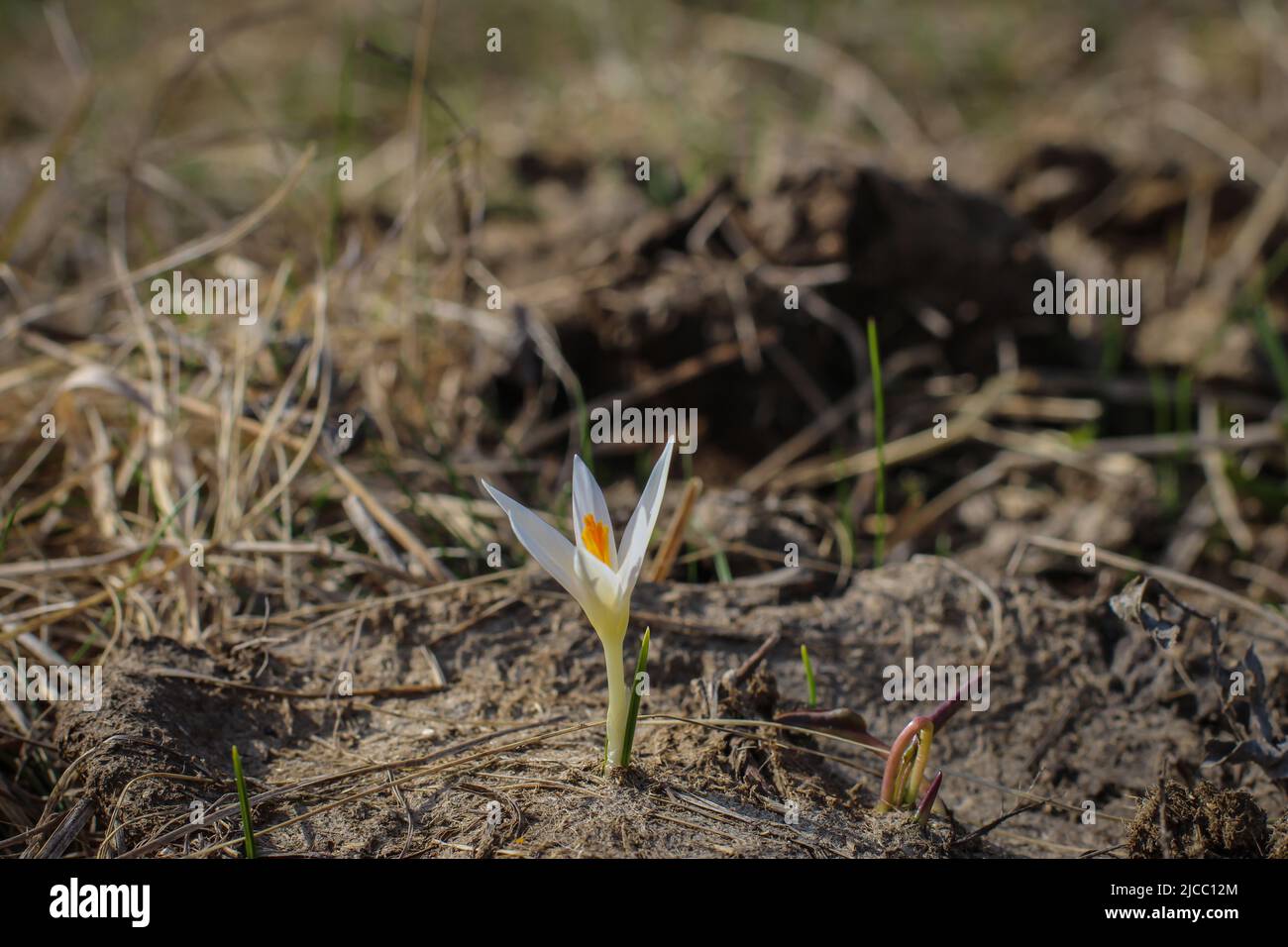 Violet single flower of Crocus reticulatus in the special nature ...