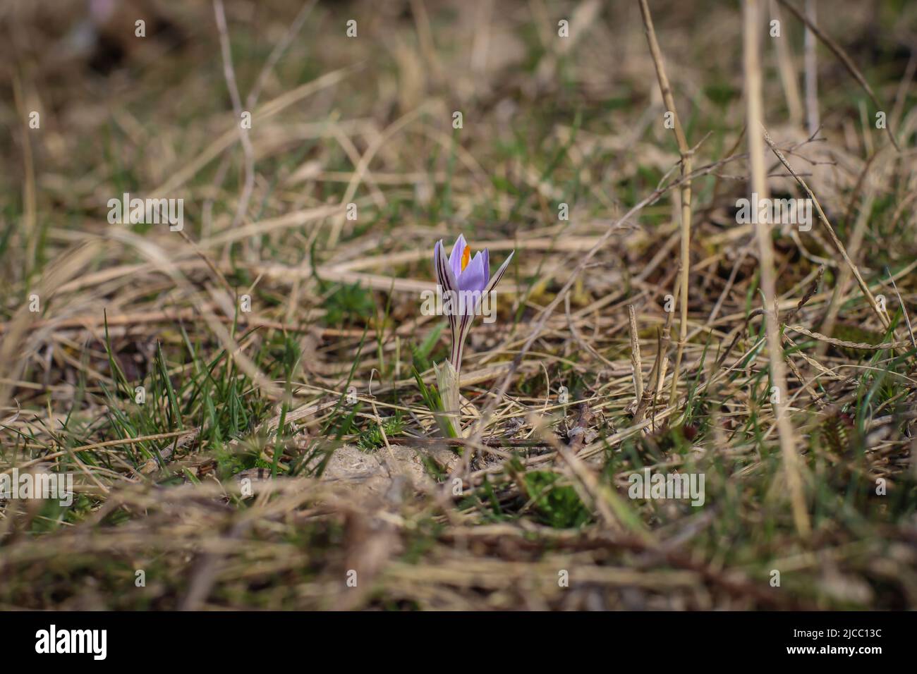 Violet single flower of Crocus reticulatus in the special nature ...