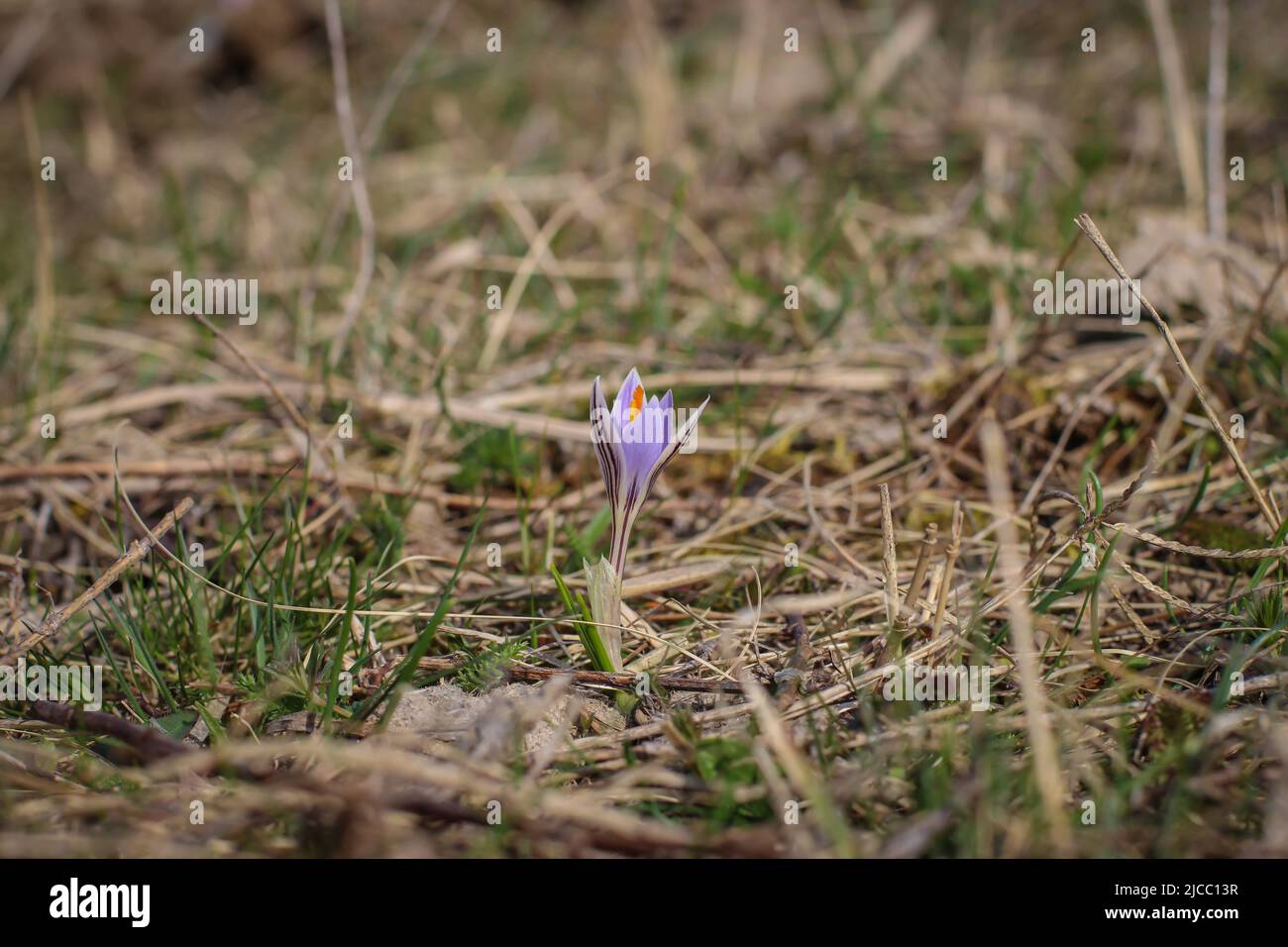 Violet single flower of Crocus reticulatus in the special nature ...