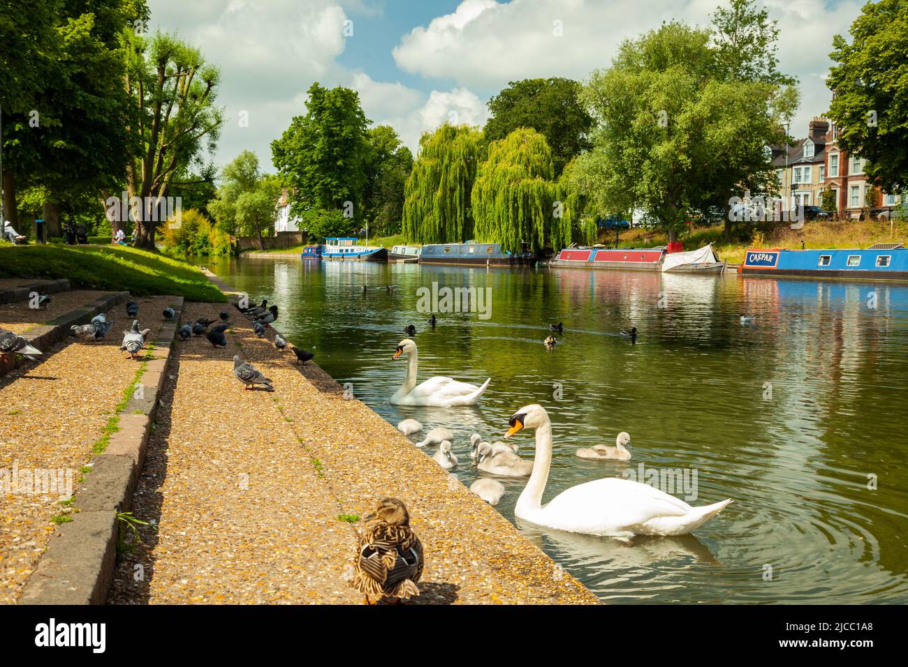 Swans and cygnets on river Cam in Cambridge, England Stock Photo - Alamy