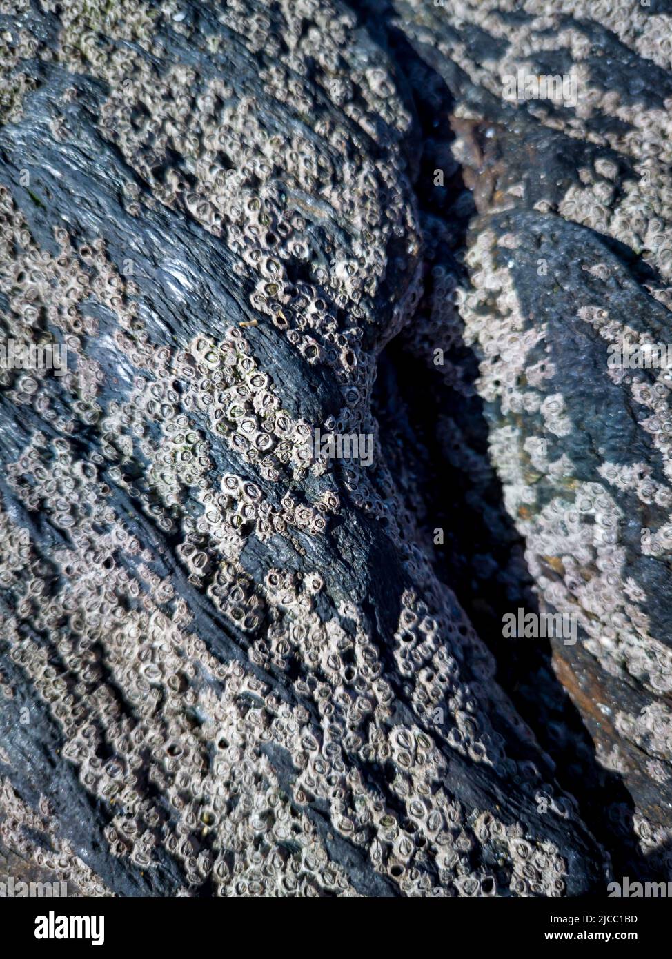 Barnacles , Semibalanus balanoides, on rocks at the coast of Ireland ...