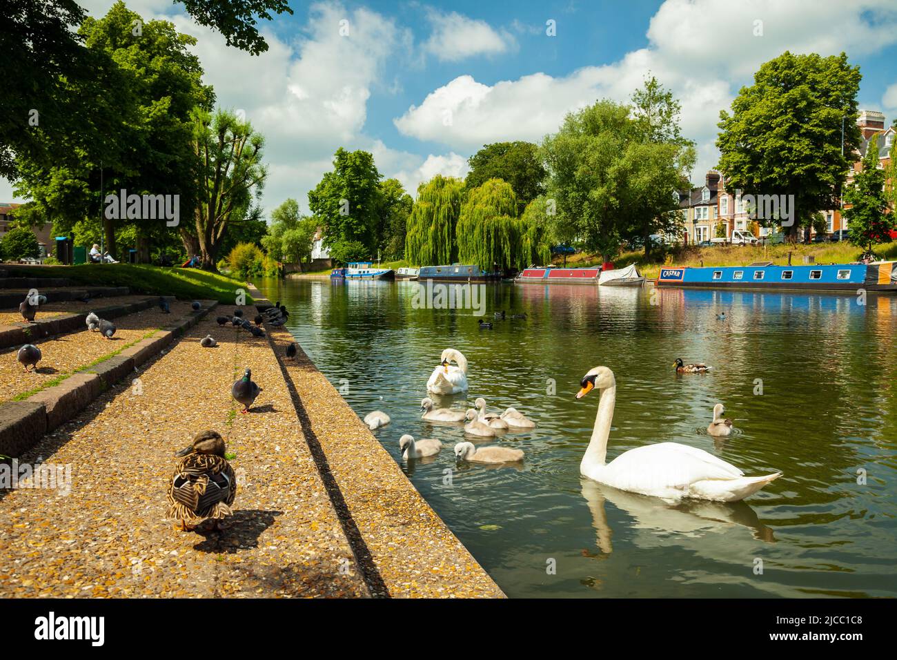 Swans and cygnets on river Cam in Cambridge, England Stock Photo - Alamy