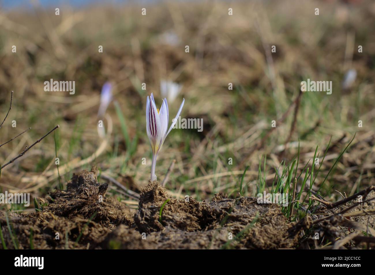 Violet single flower of Crocus reticulatus in the special nature ...