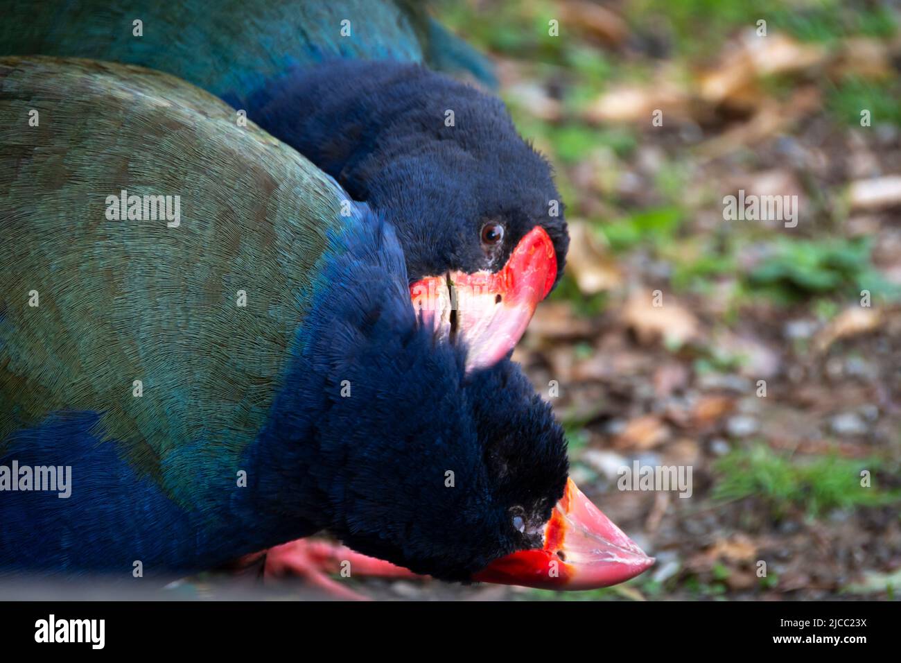 A pair of takahe, an endangered flightless bird native to New Zealand ...