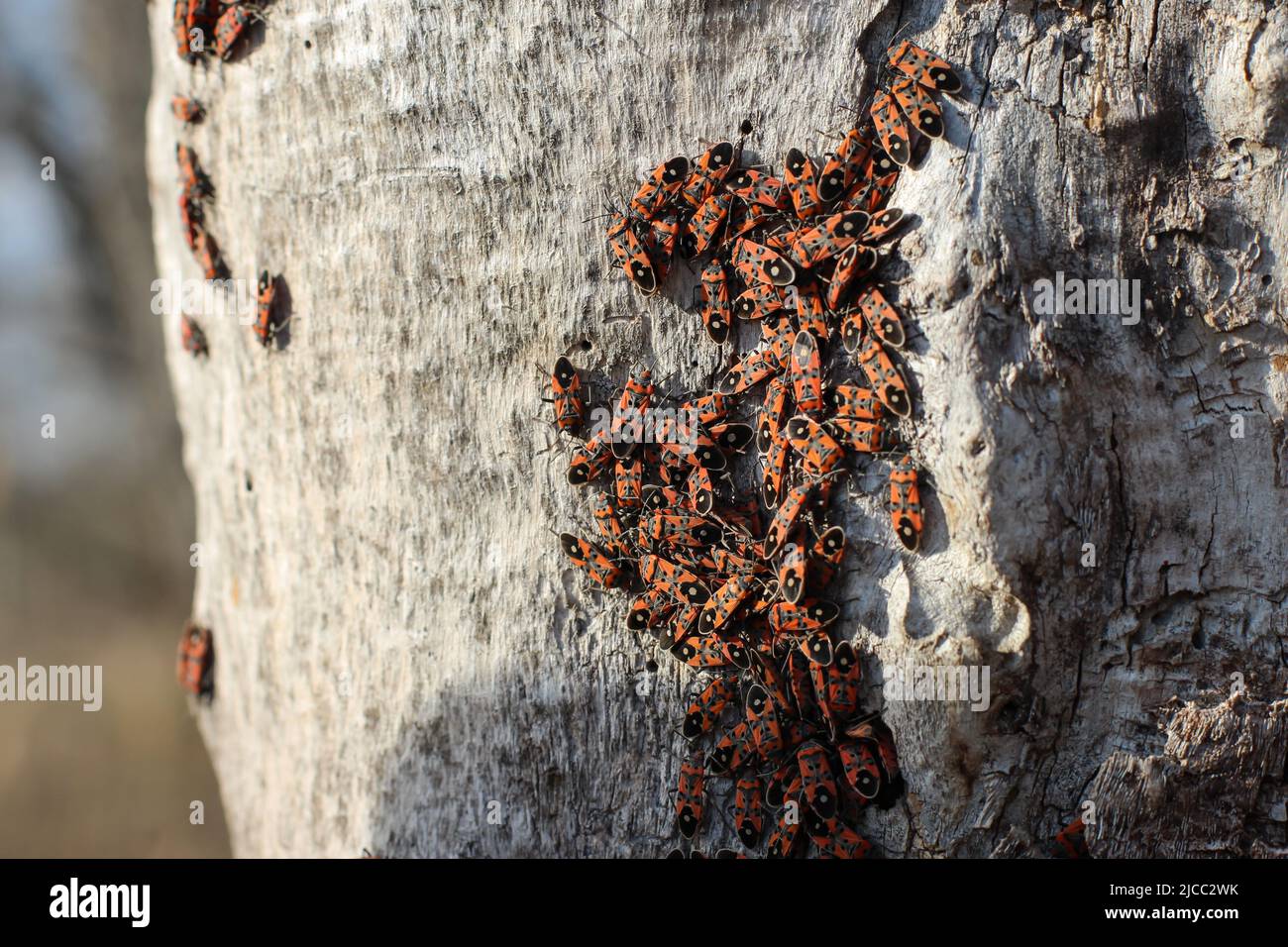 Sand bugs hi-res stock photography and images - Alamy