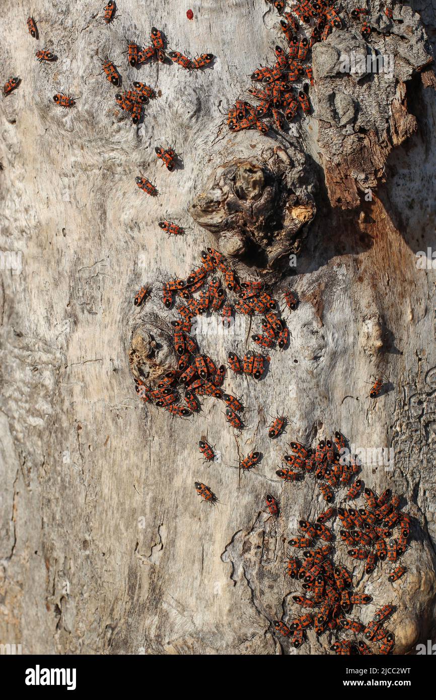 Red and black seed bugs from genus Lygaeus on the bark of the tree in ...