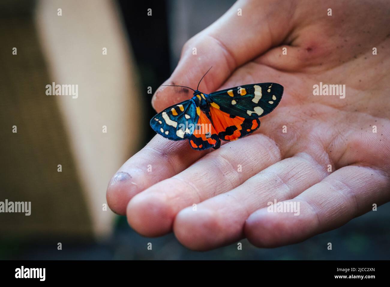 Tigermoth hi-res stock photography and images - Alamy