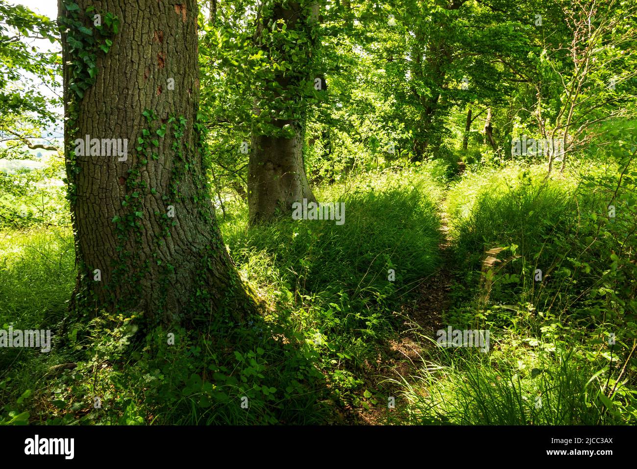 Beech tree trunks hi-res stock photography and images - Alamy