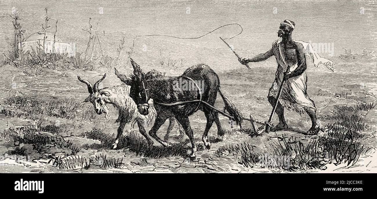 1800s plowing field hi-res stock photography and images - Alamy