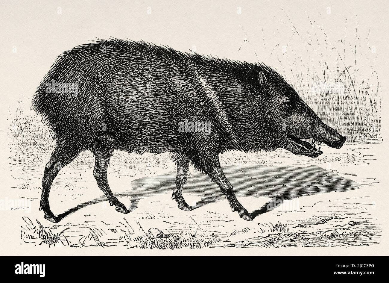 New World pigs. A peccary is a medium-sized pig-like hoofed mammal of ...