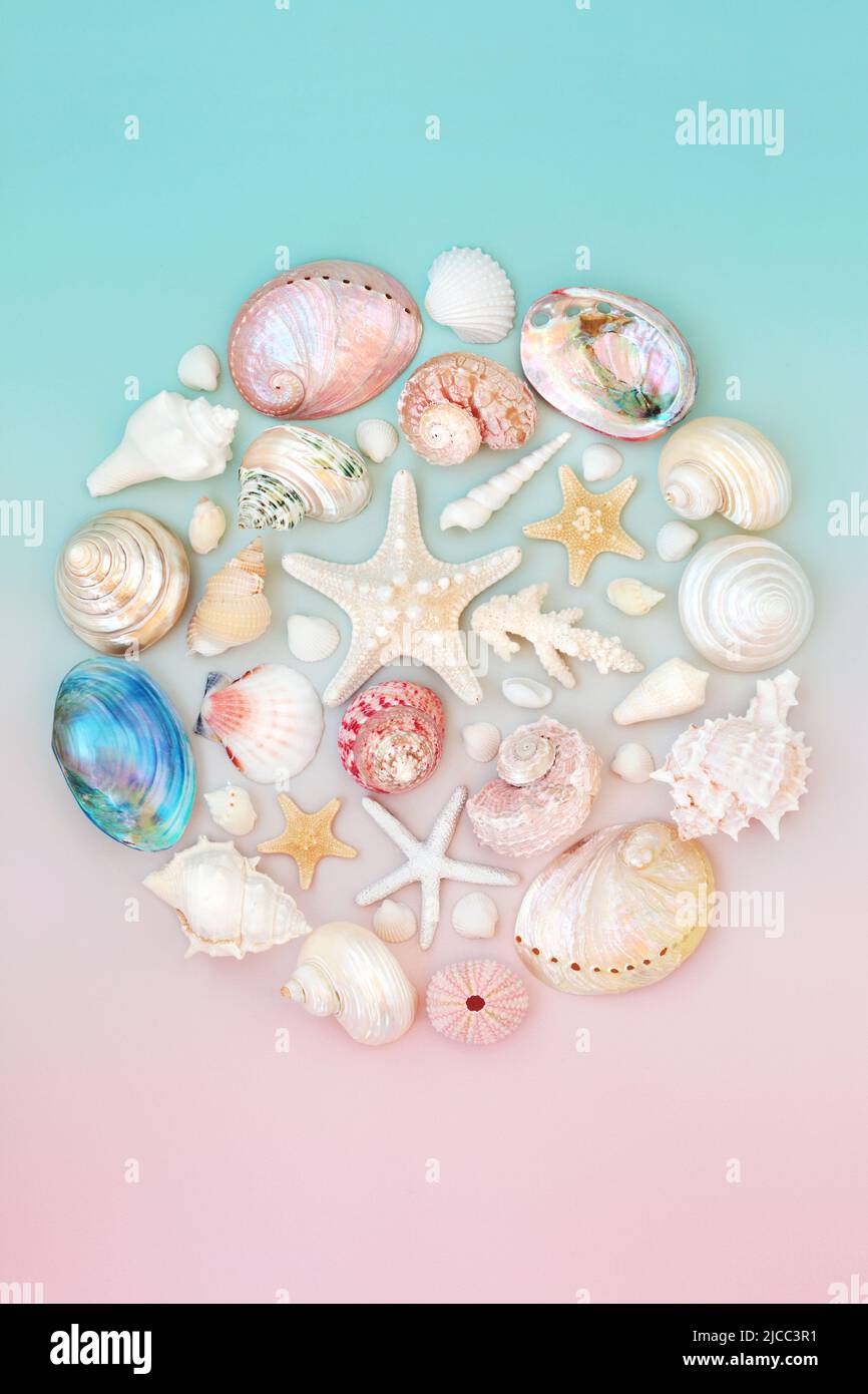 Sea shell abstract round shape concept on pastel pink and blue ...