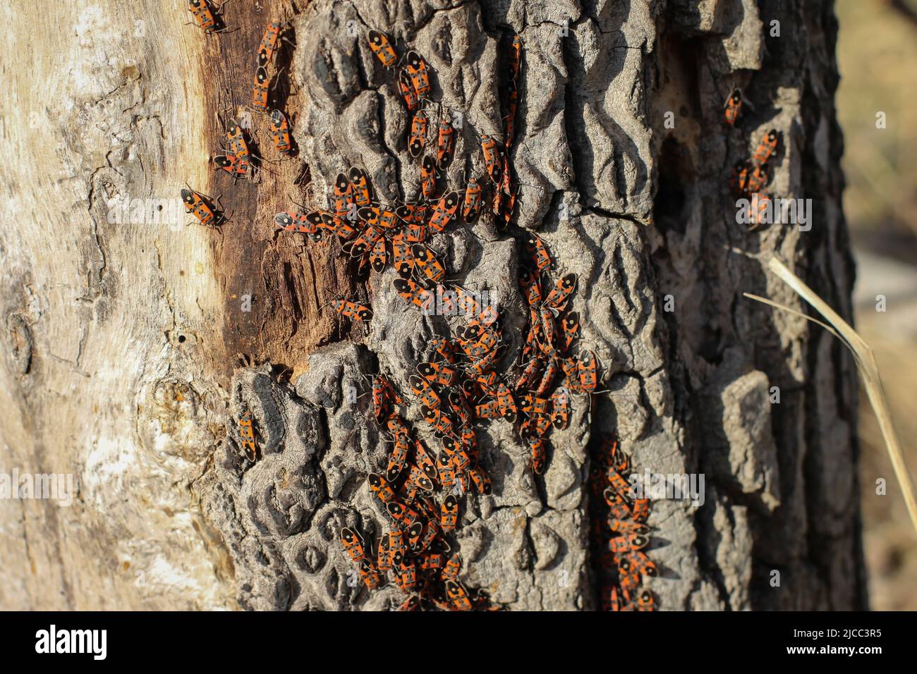 Red and black seed bugs from genus Lygaeus on the bark of the tree in ...