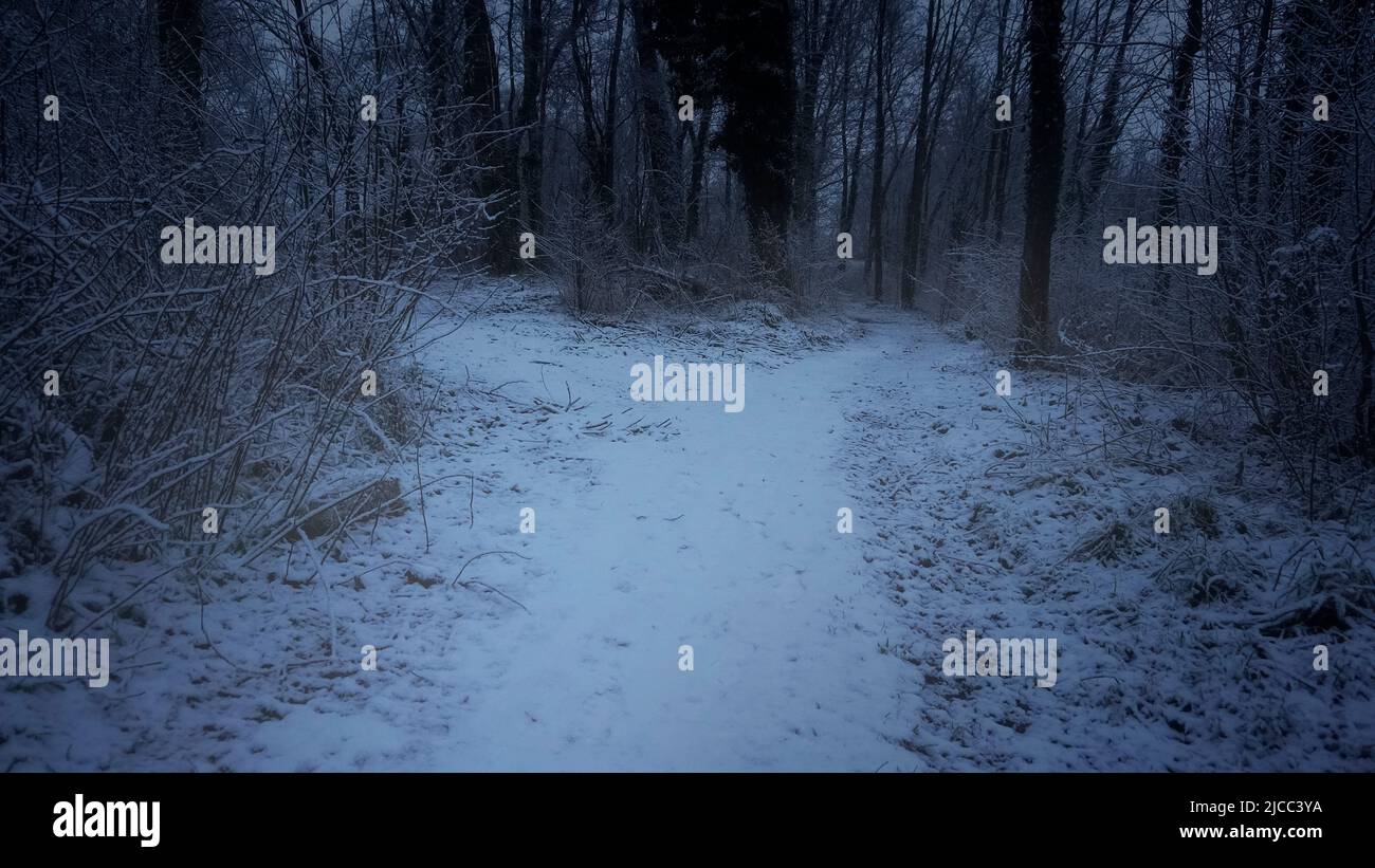 Path in gloomy forest hi-res stock photography and images - Alamy