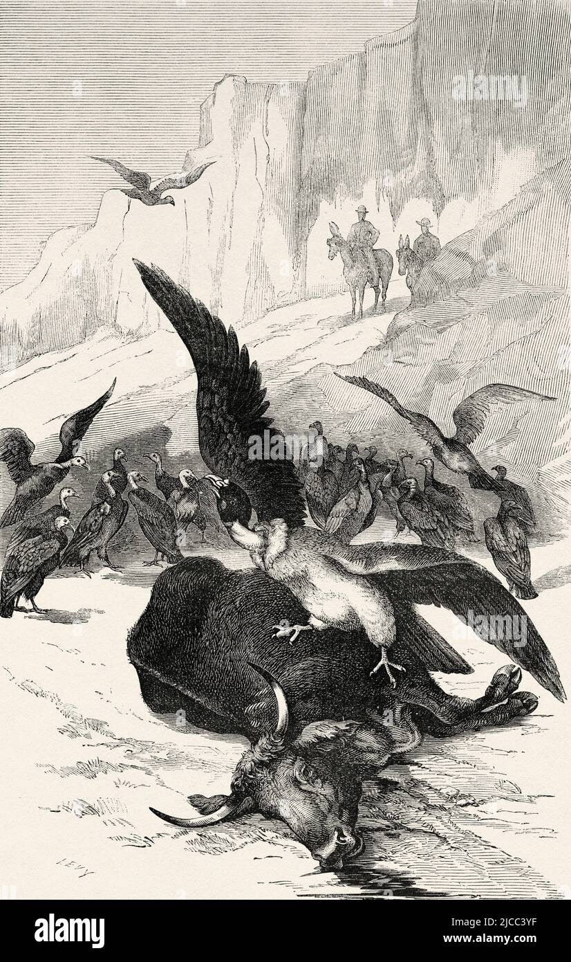 The king vulture (Sarcoramphus papa) Condor eating a dead cow in the ...