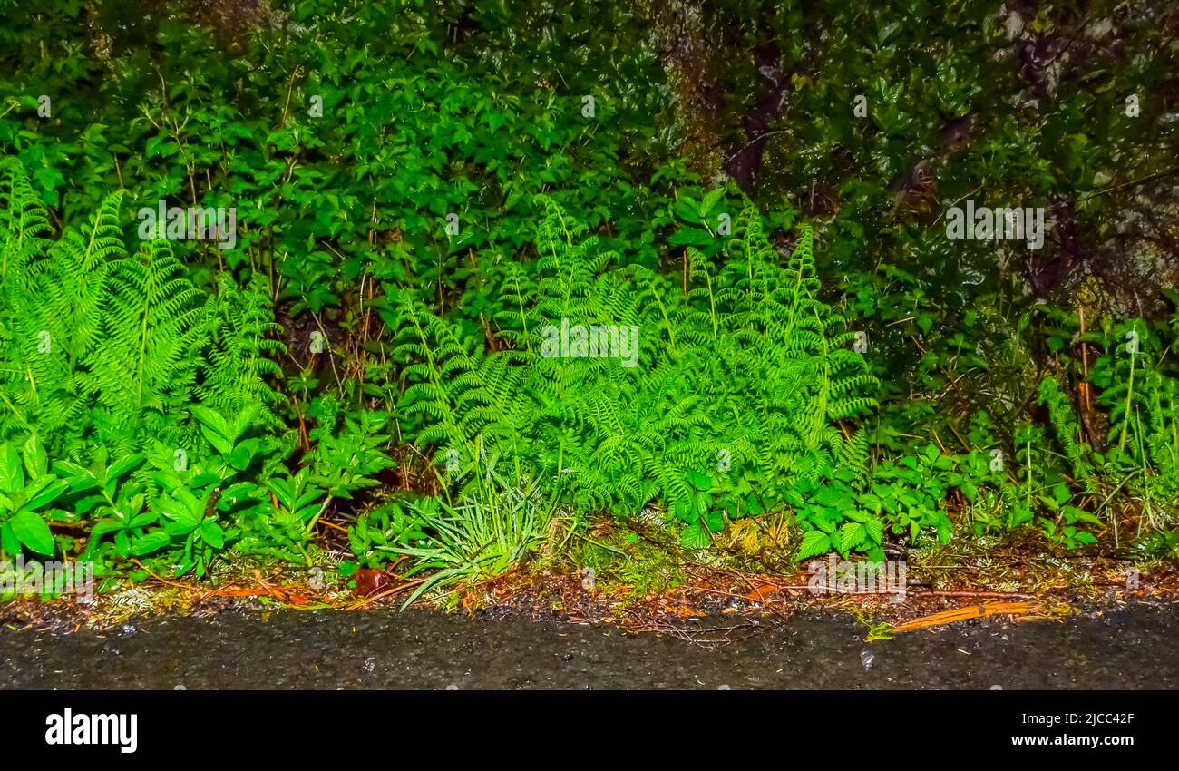 Ferns and other forest plants in a forest by the Pacific Ocean in ...