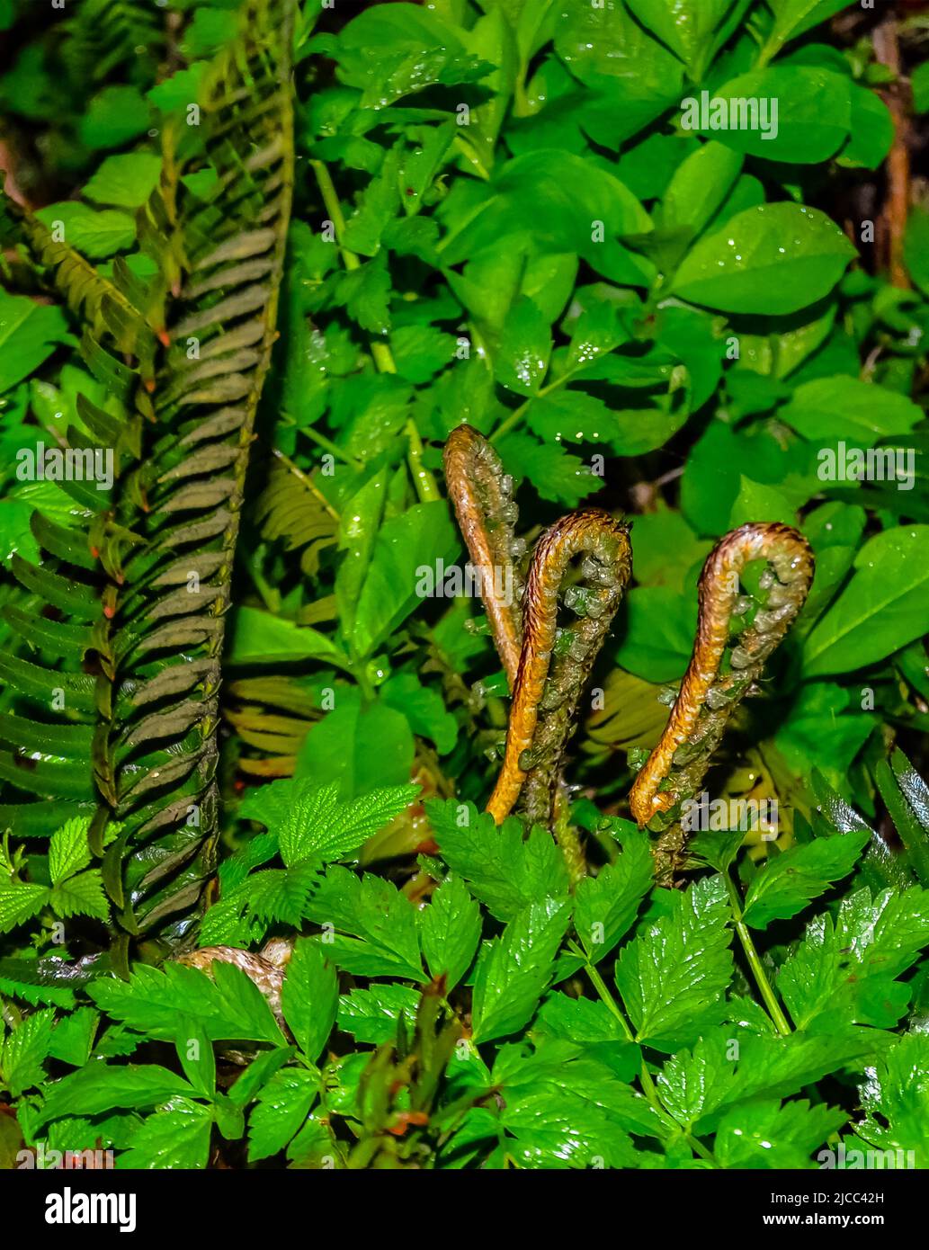 Ferns and other forest plants in a forest by the Pacific Ocean in ...