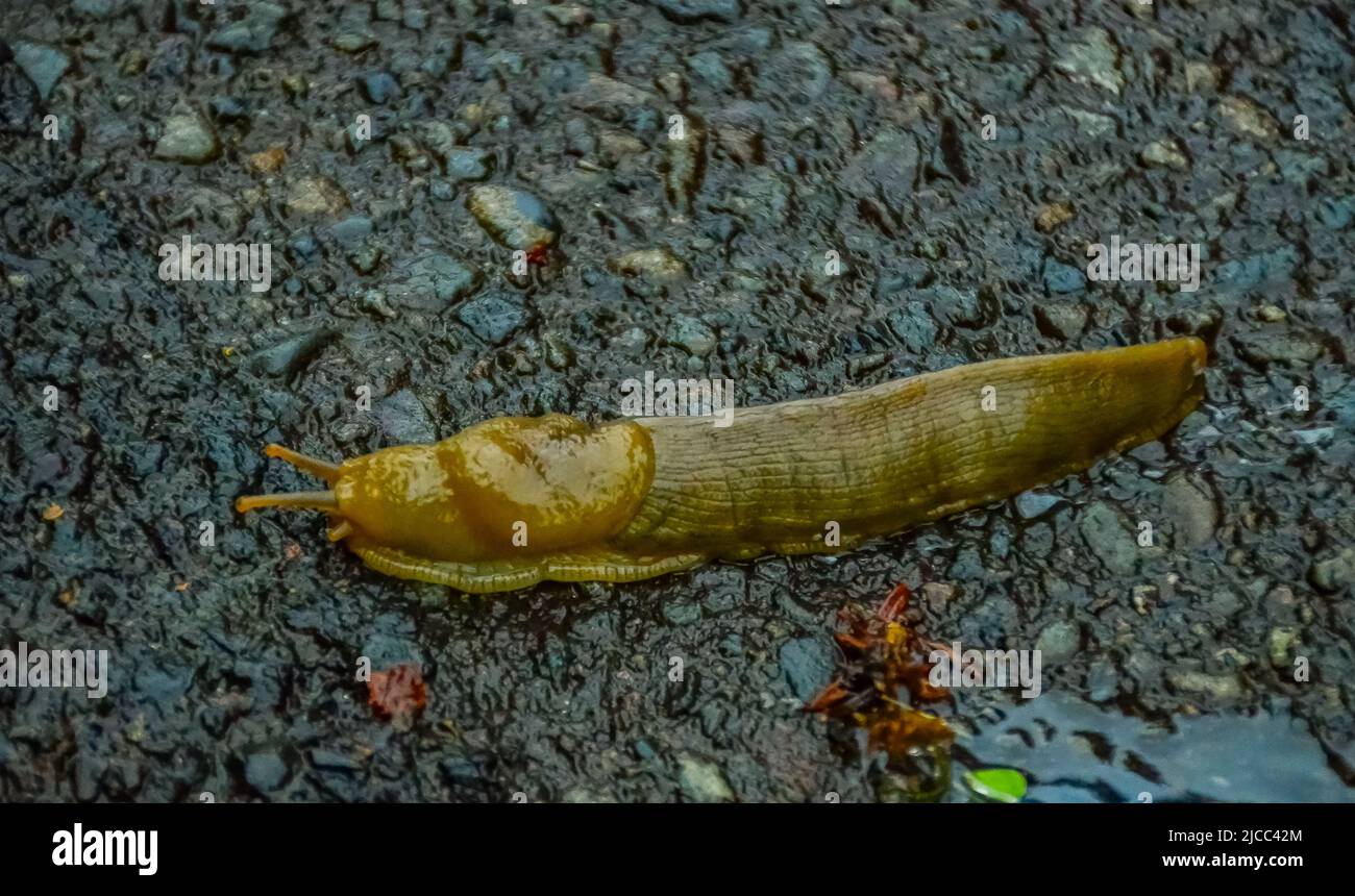 Herbivorous slug hi-res stock photography and images - Alamy