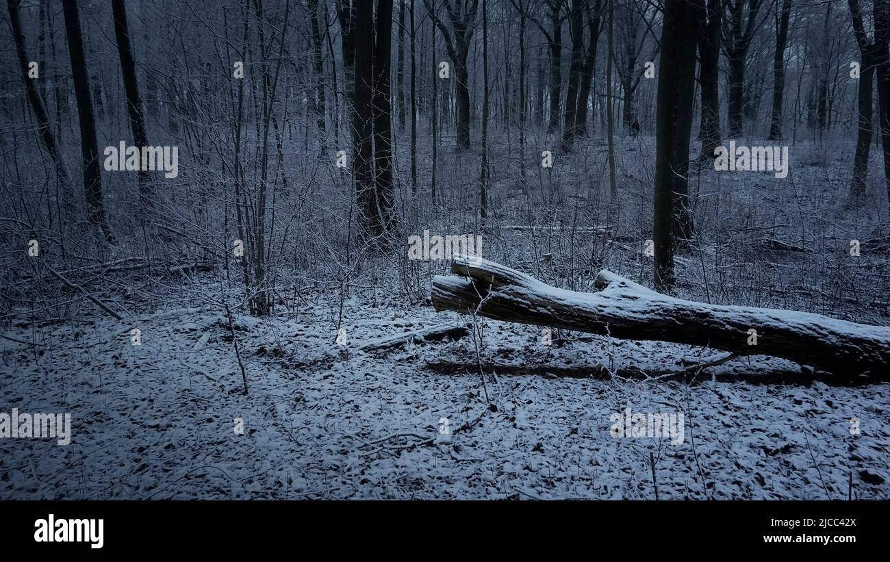 Fallen tree in snow forest at dusk Stock Photo - Alamy
