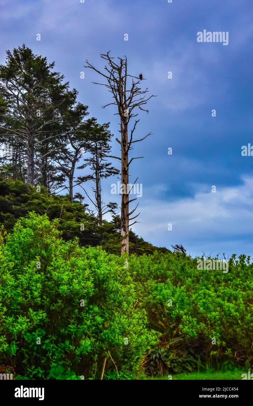 Tall conifers over the Pacific coast in Olympic National Park ...