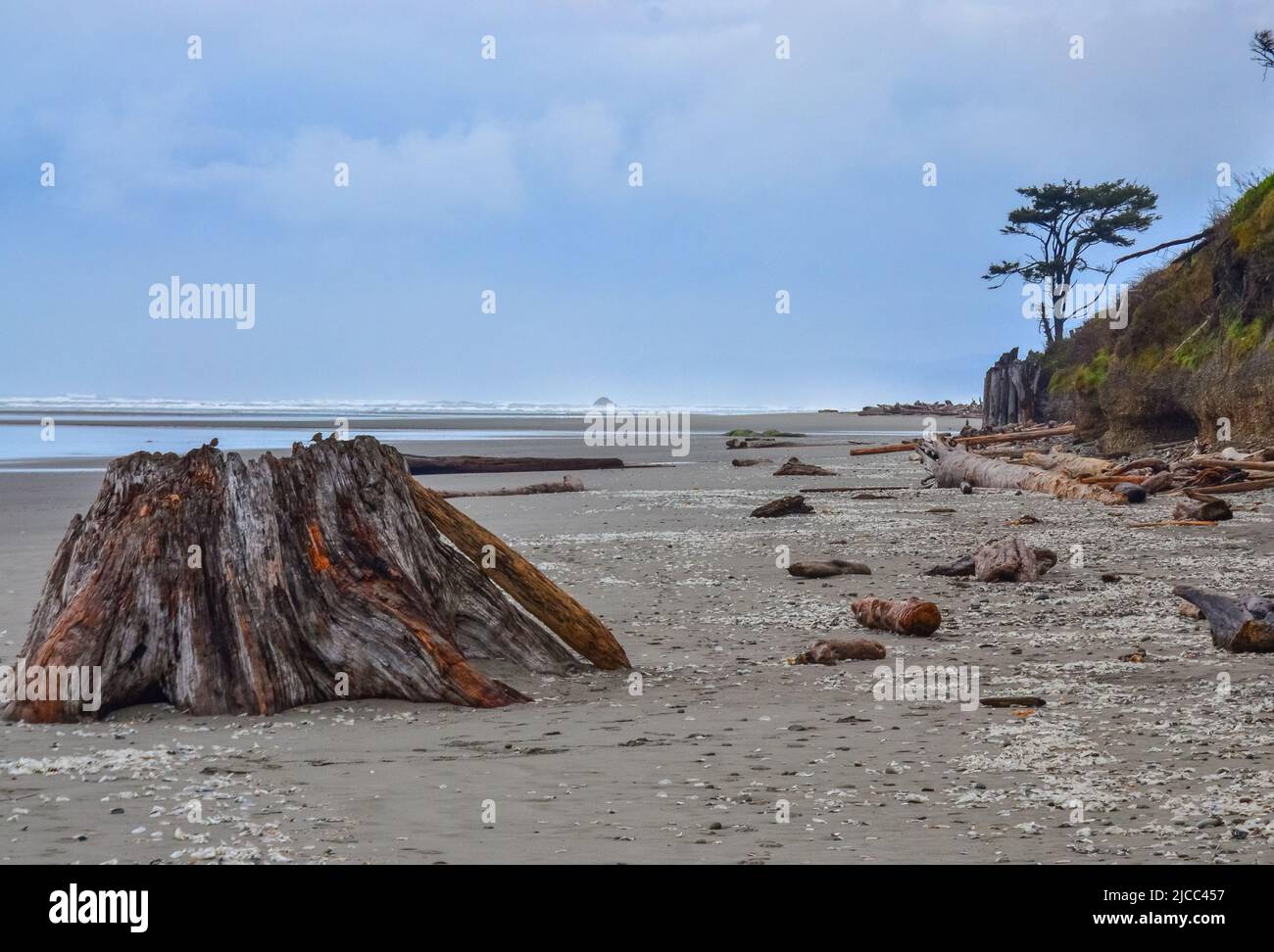 Trunks of fallen trees at low tide on the Pacific Ocean in Olympic ...