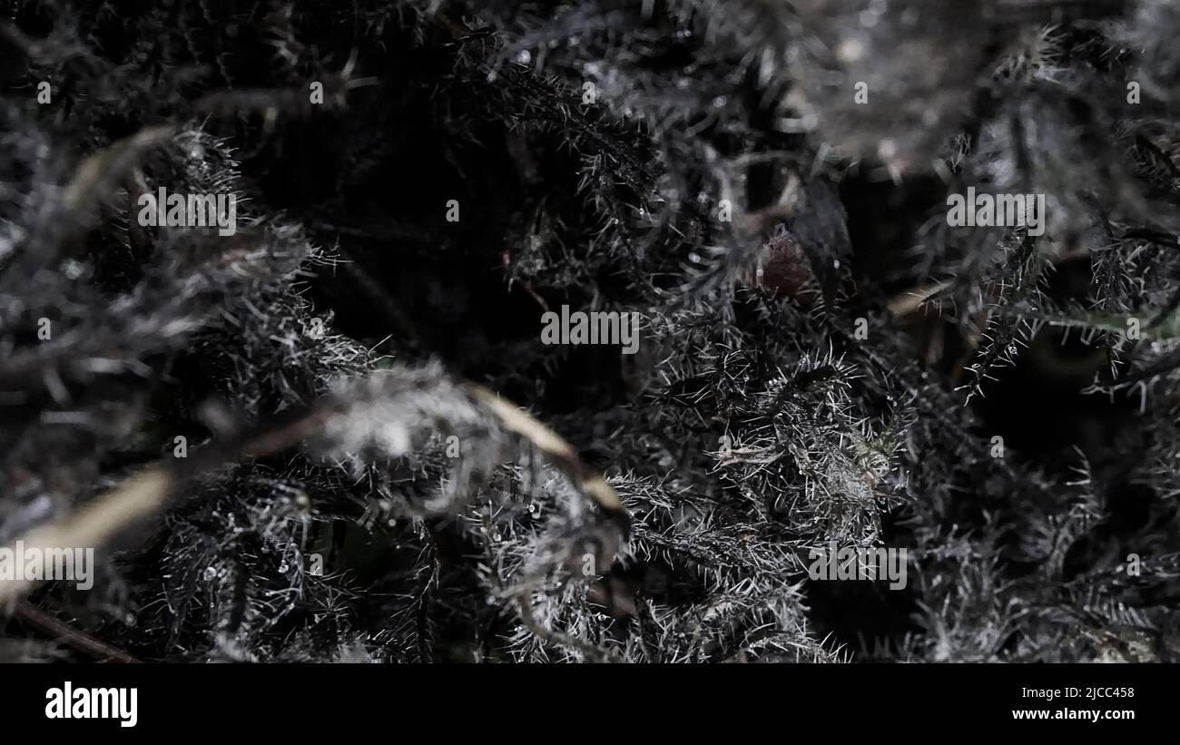 Plant matter background. Dark decay Stock Photo - Alamy