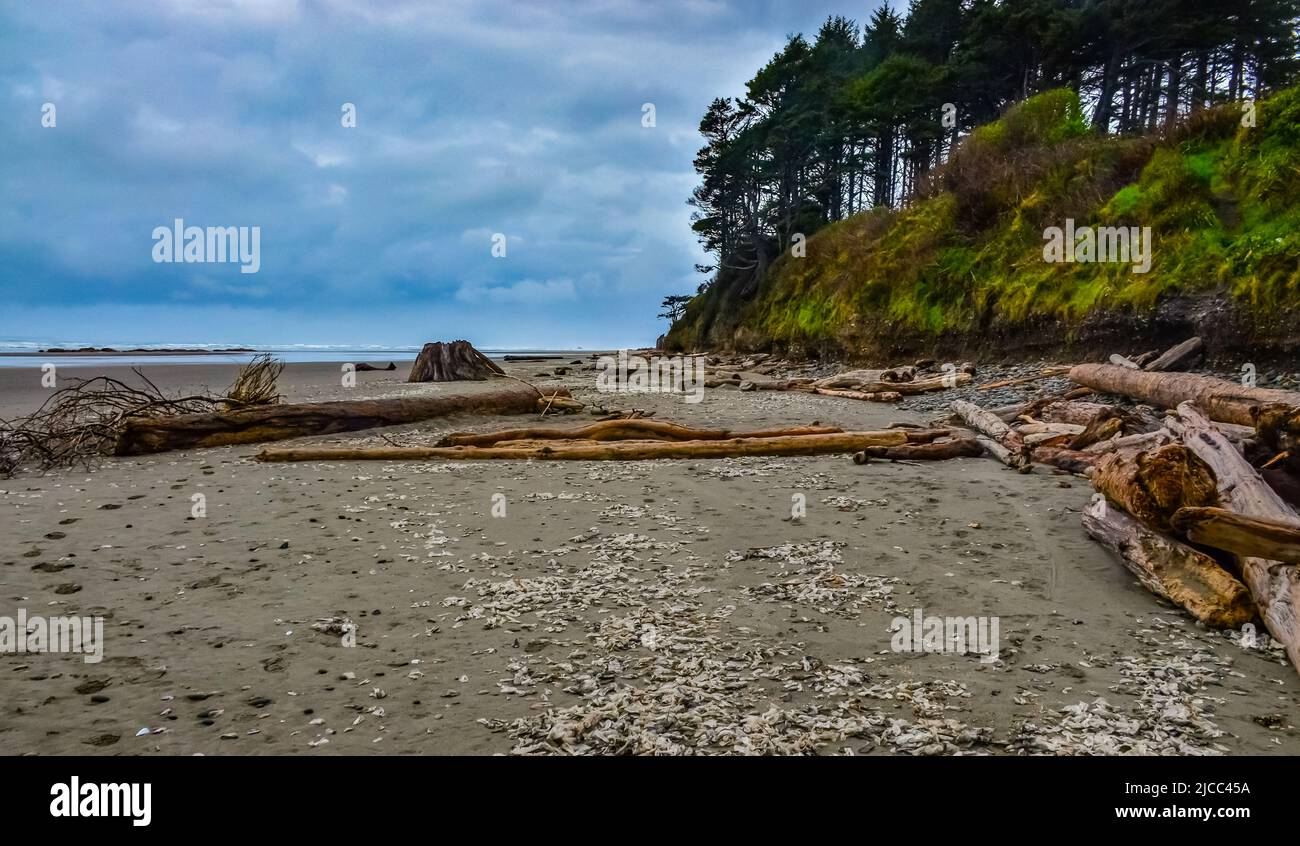 Trunks of fallen trees at low tide on the Pacific Ocean in Olympic ...
