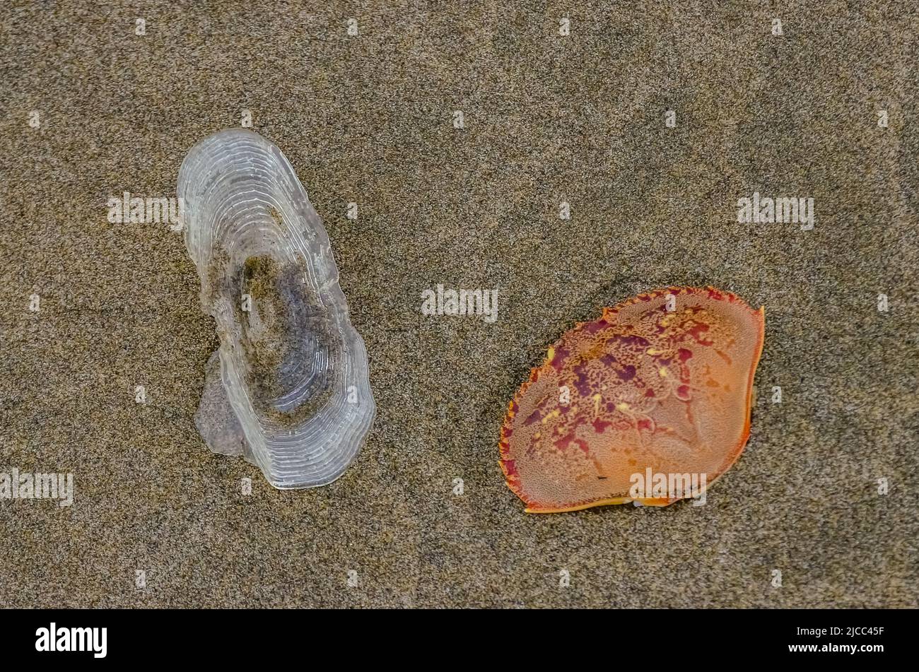 Otter shell hi-res stock photography and images - Alamy