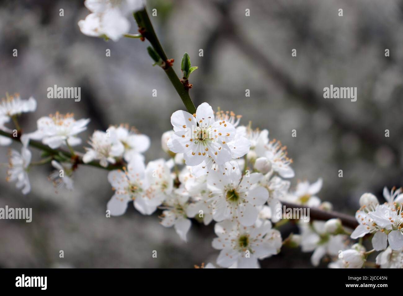 White flowers on a tree hi-res stock photography and images - Alamy